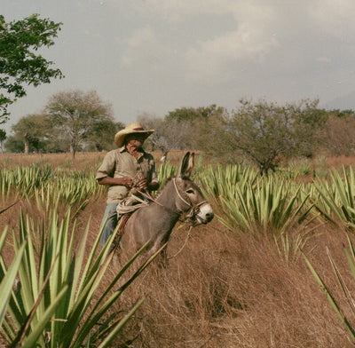 Our Award-Winning 818 Tequila